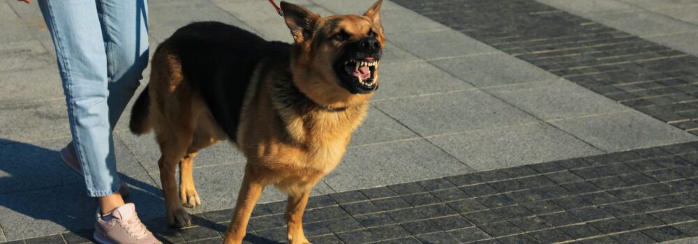 Fine for Not Registering Dog QLD (Tips to Avoid a $322 Penalty)